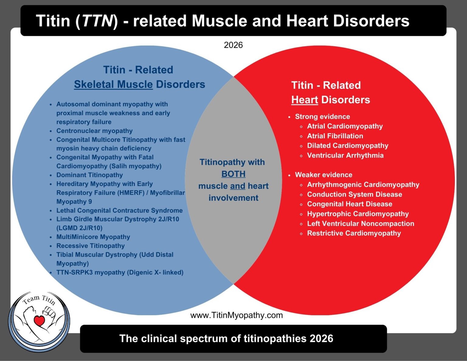 Changes in the titin gene can lead to a spectrum of muscle and heart ...